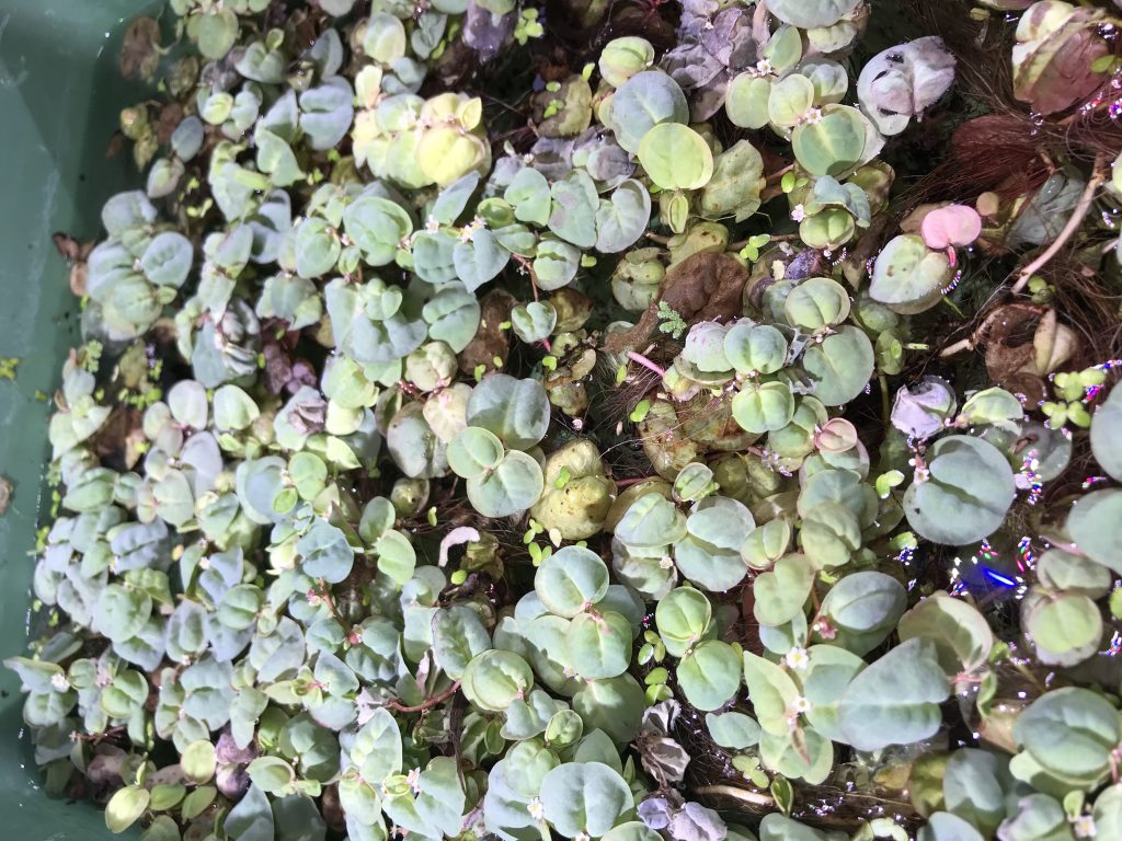 Red Root Floater - Marine Warehouse Aquarium