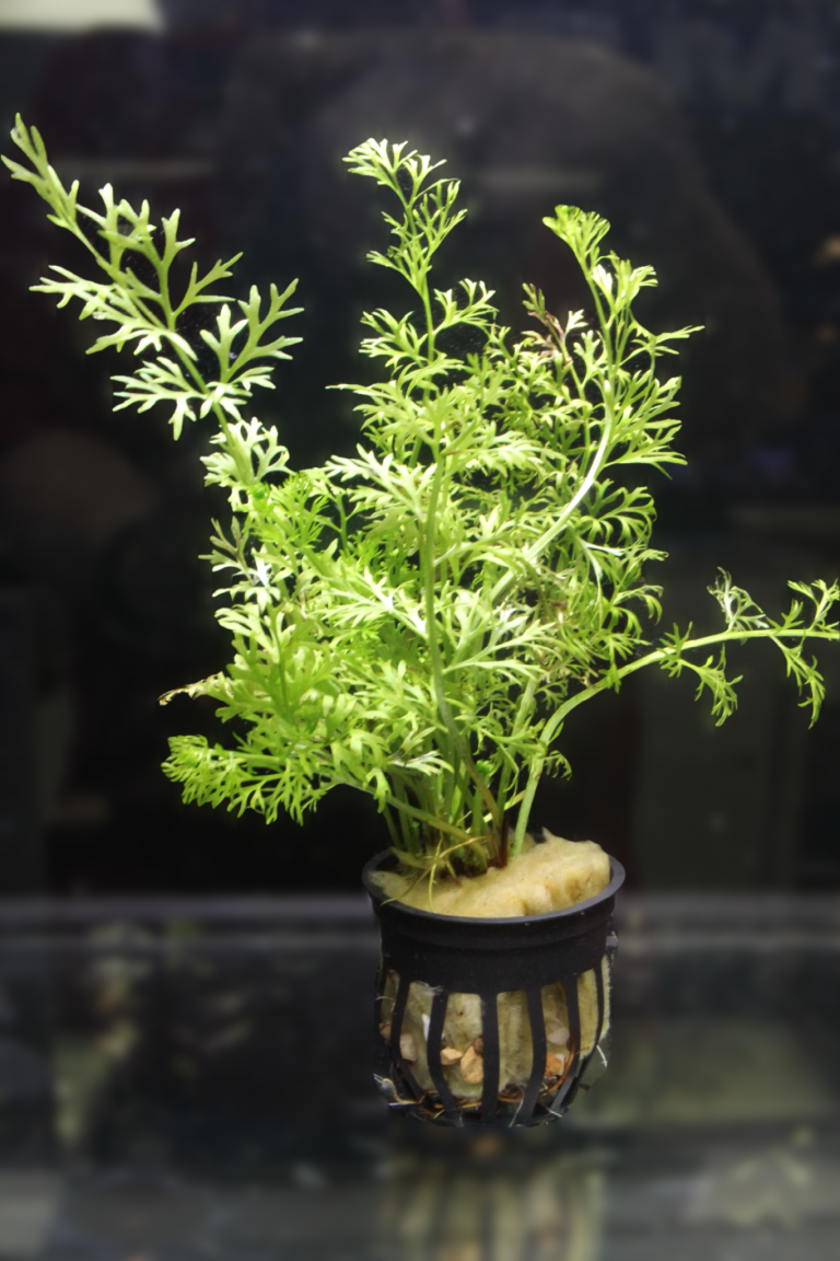 Water sprite - Marine Warehouse Aquarium