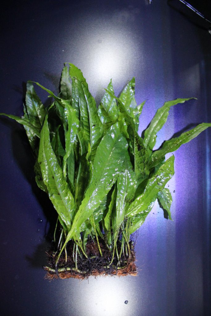 Java Fern - Marine Warehouse Aquarium