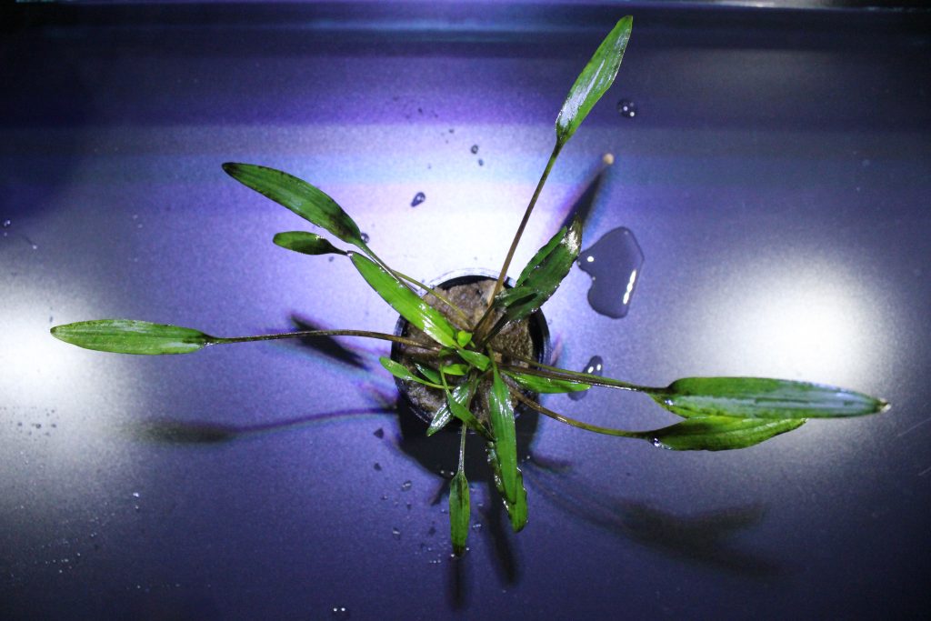 Cryptocoryne Lucens - Marine Warehouse Aquarium