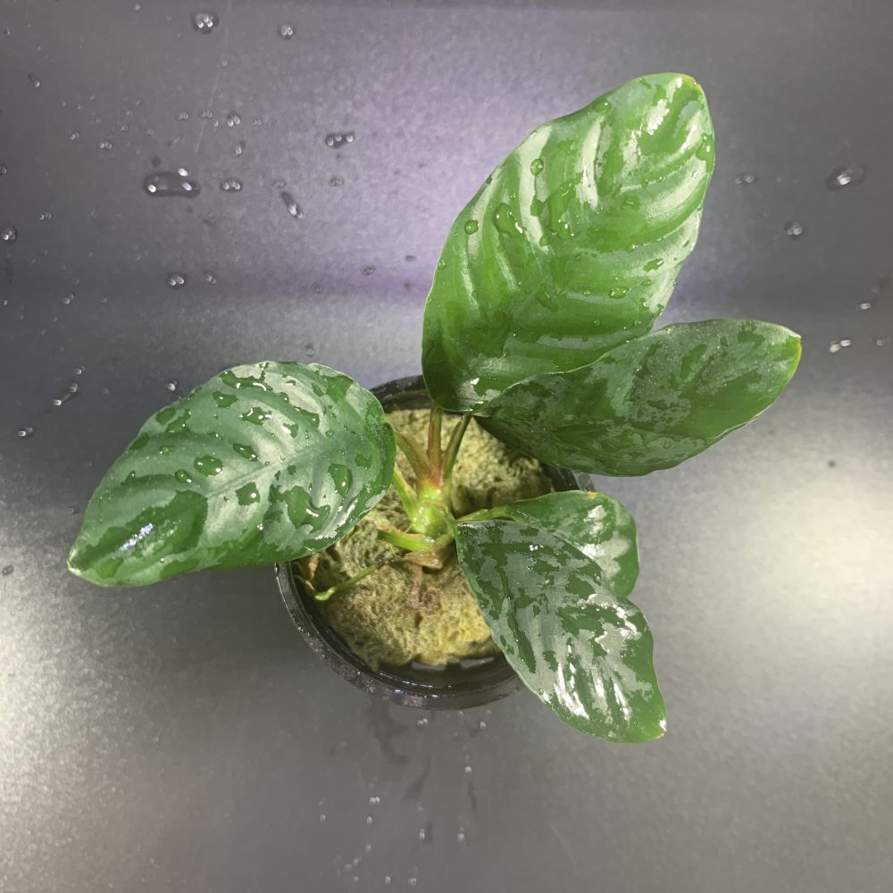 Freshwater Archives - Page 2 of 14 - Marine Warehouse Aquarium