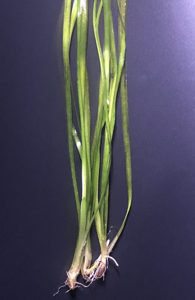 Italian Vallisneria - Marine Warehouse Aquarium