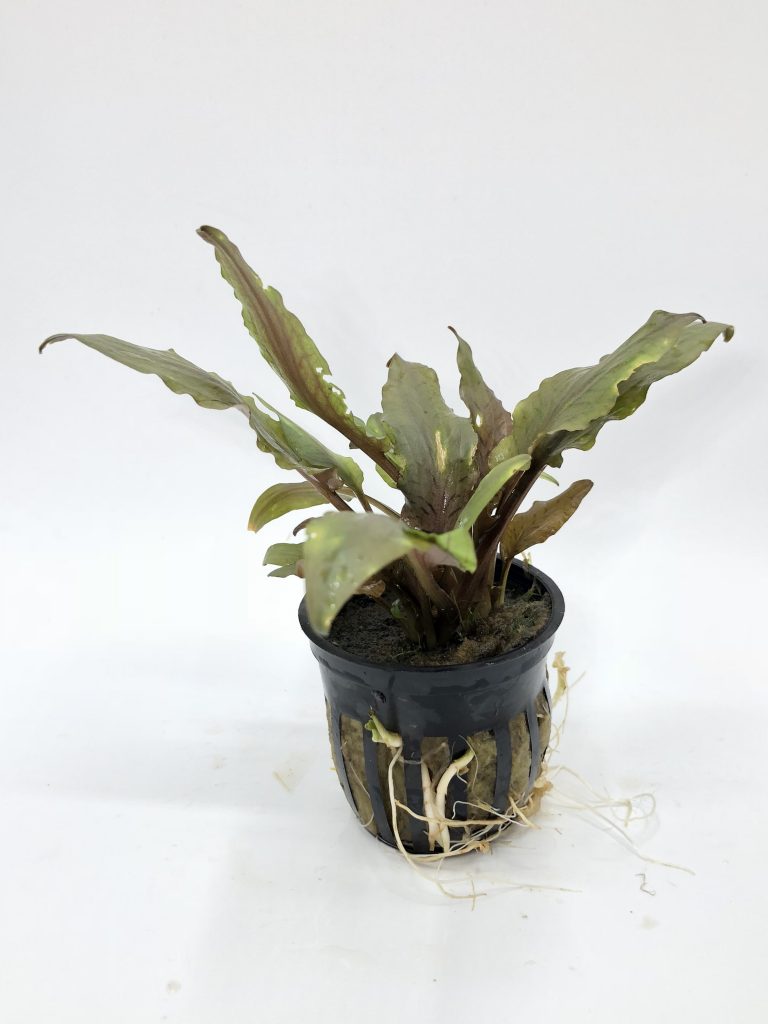 Cryptocoryne Undulata - Marine Warehouse Aquarium