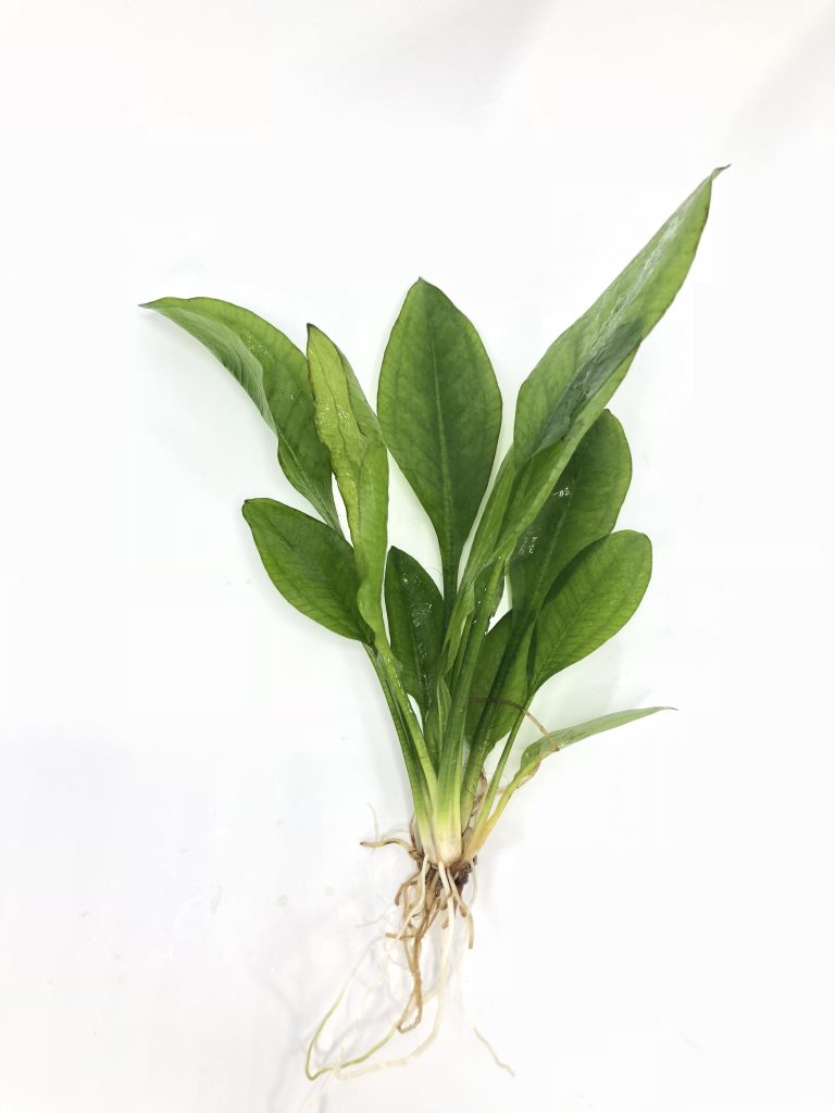 Amazon compacta - Marine Warehouse Aquarium