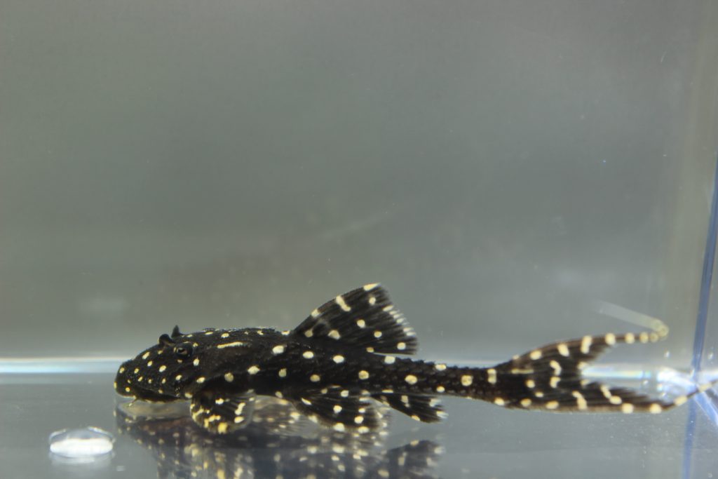 Adonis Pleco - Marine Warehouse Aquarium