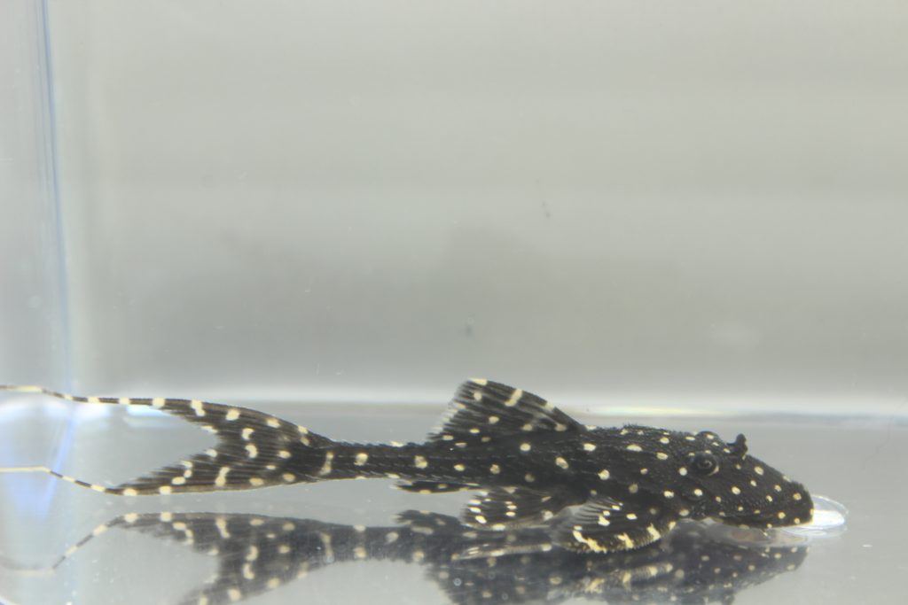 Adonis Pleco - Marine Warehouse Aquarium