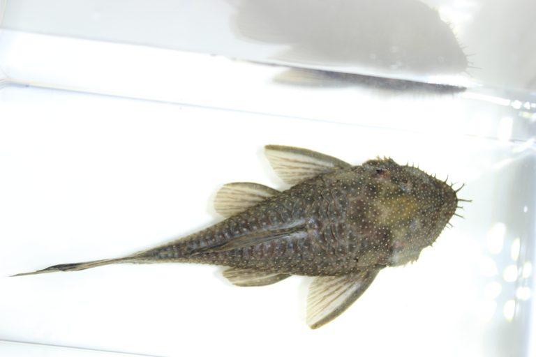 Spotted Medusa Pleco - Marine Warehouse Aquarium