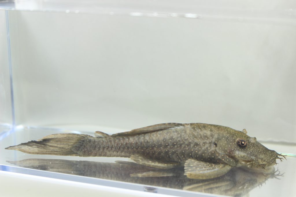 Spotted Medusa Pleco - Marine Warehouse Aquarium