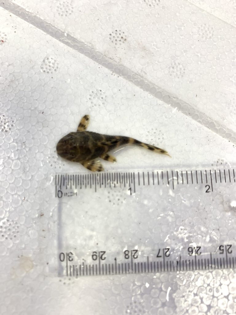 Clown Pleco - Marine Warehouse Aquarium