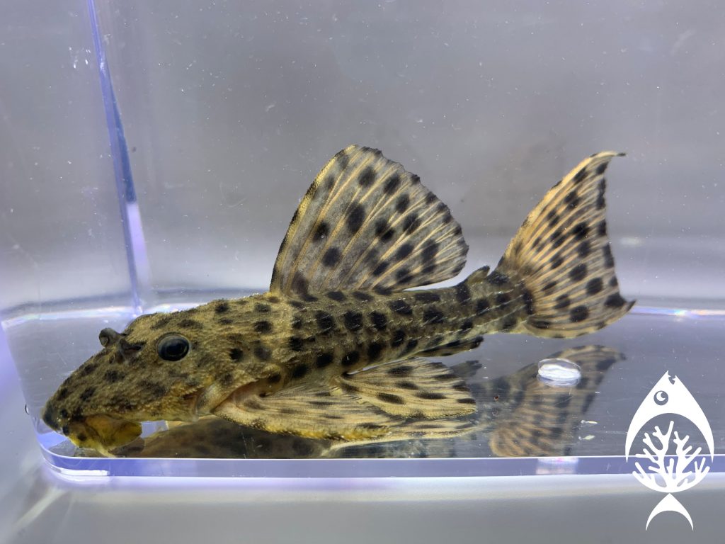 Spiny Monster Pleco - Marine Warehouse Aquarium