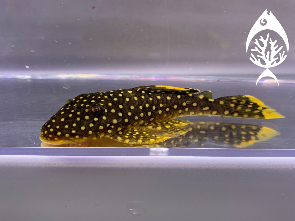 Gold Nugget Pleco - Marine Warehouse Aquarium
