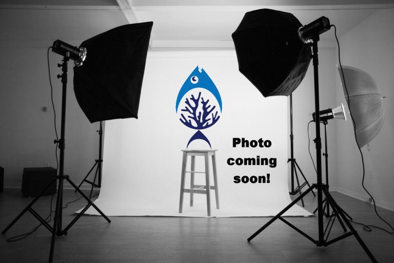 OB Compressiceps - Marine Warehouse Aquarium