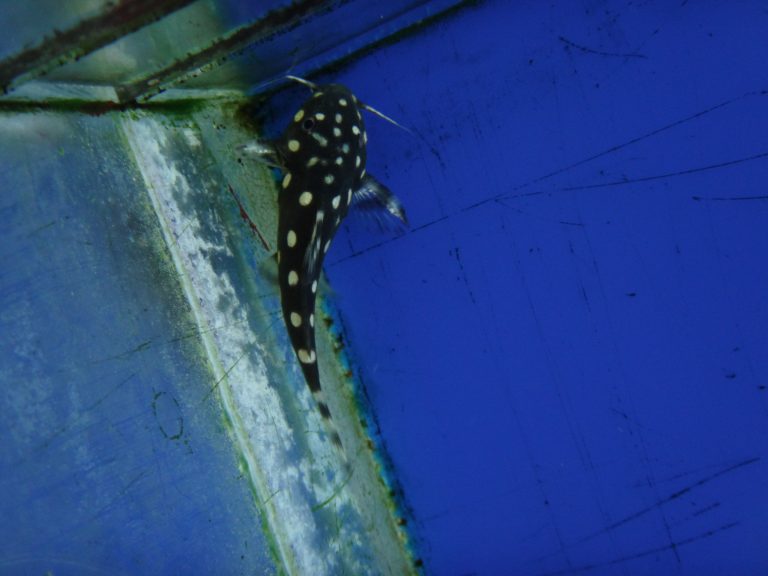 Synodontis Angelicus - Marine Warehouse Aquarium