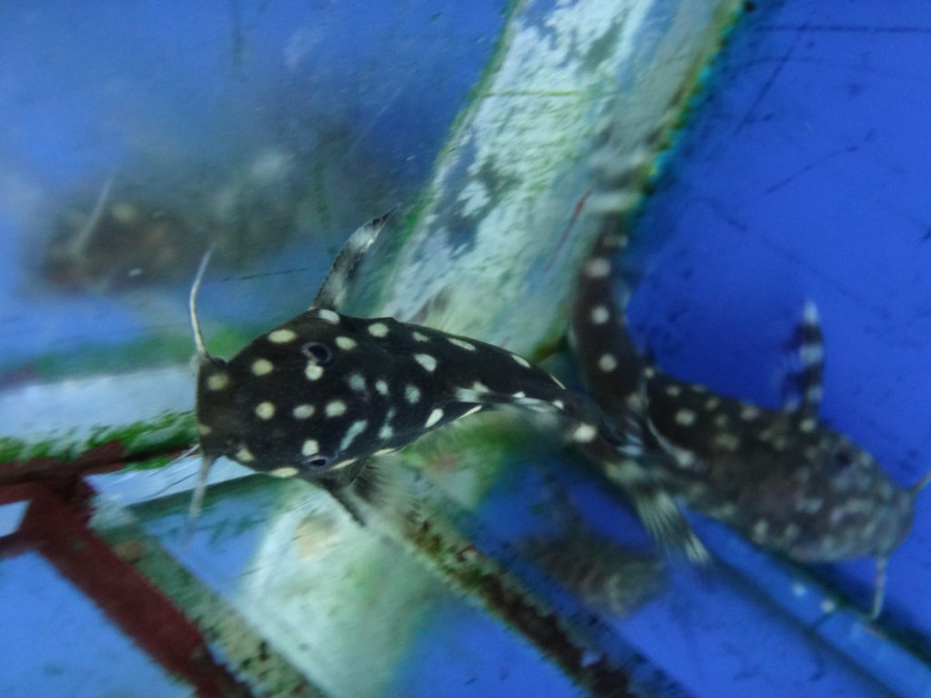 Synodontis Angelicus - Marine Warehouse Aquarium