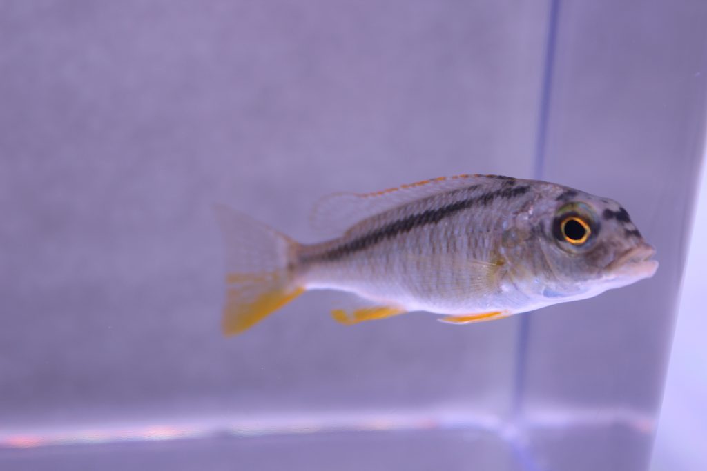 Bucco Noto - Marine Warehouse Aquarium