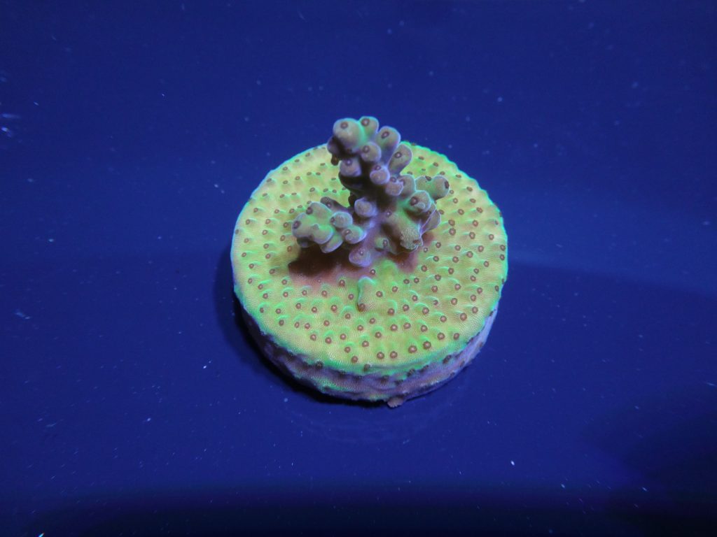 Purple & Green Grafted Acropora - Marine Warehouse Aquarium