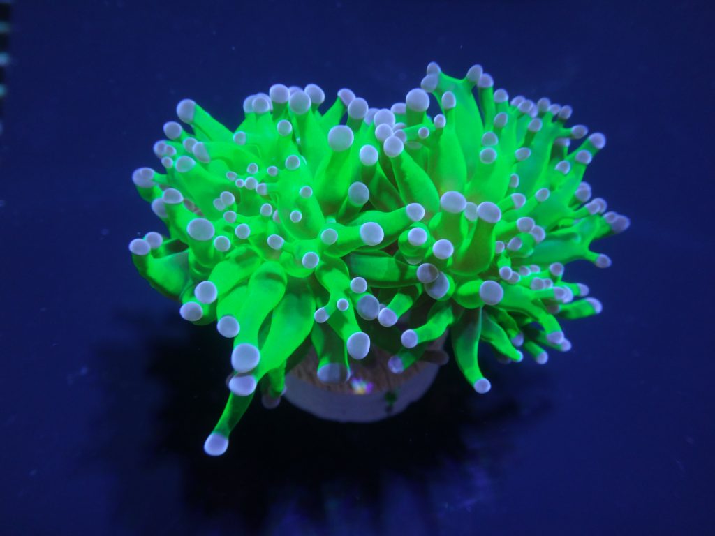 Double Head Indo Frogspawn - Marine Warehouse Aquarium