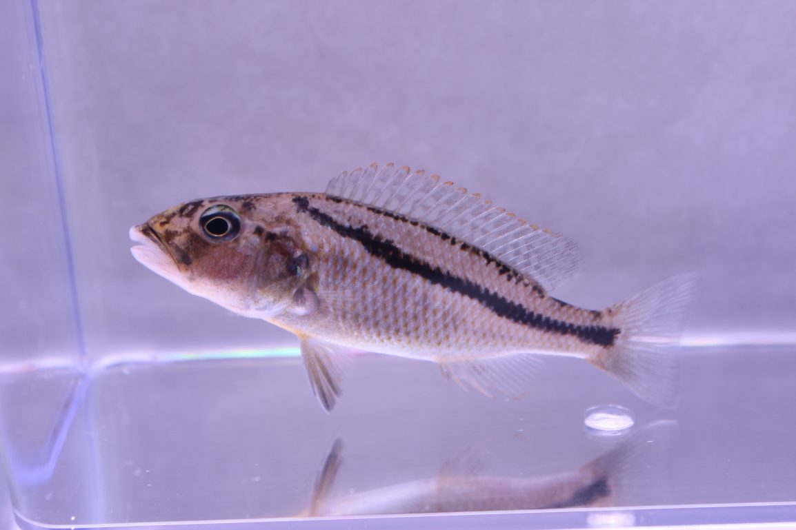Aristochromis Christyi - Marine Warehouse Aquarium