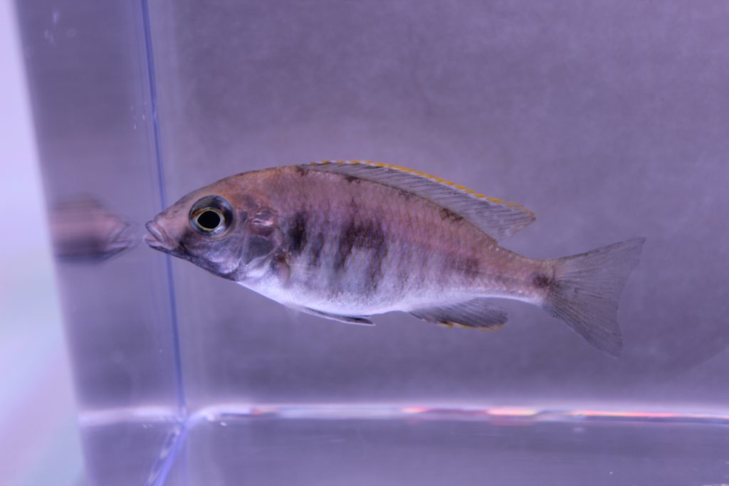 Deepwater Hap - Marine Warehouse Aquarium