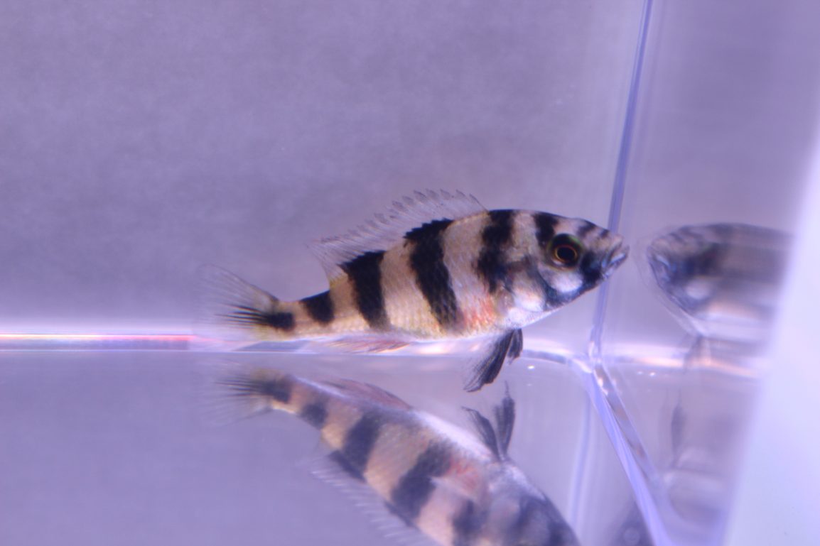 Zebra Obliquiden - Marine Warehouse Aquarium