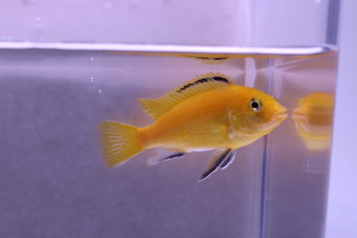 Yellow Lab Cichlid - Marine Warehouse Aquarium