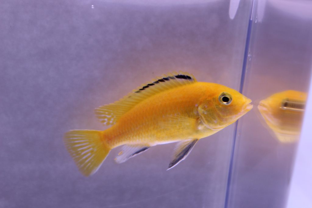 Yellow Lab Cichlid - Marine Warehouse Aquarium