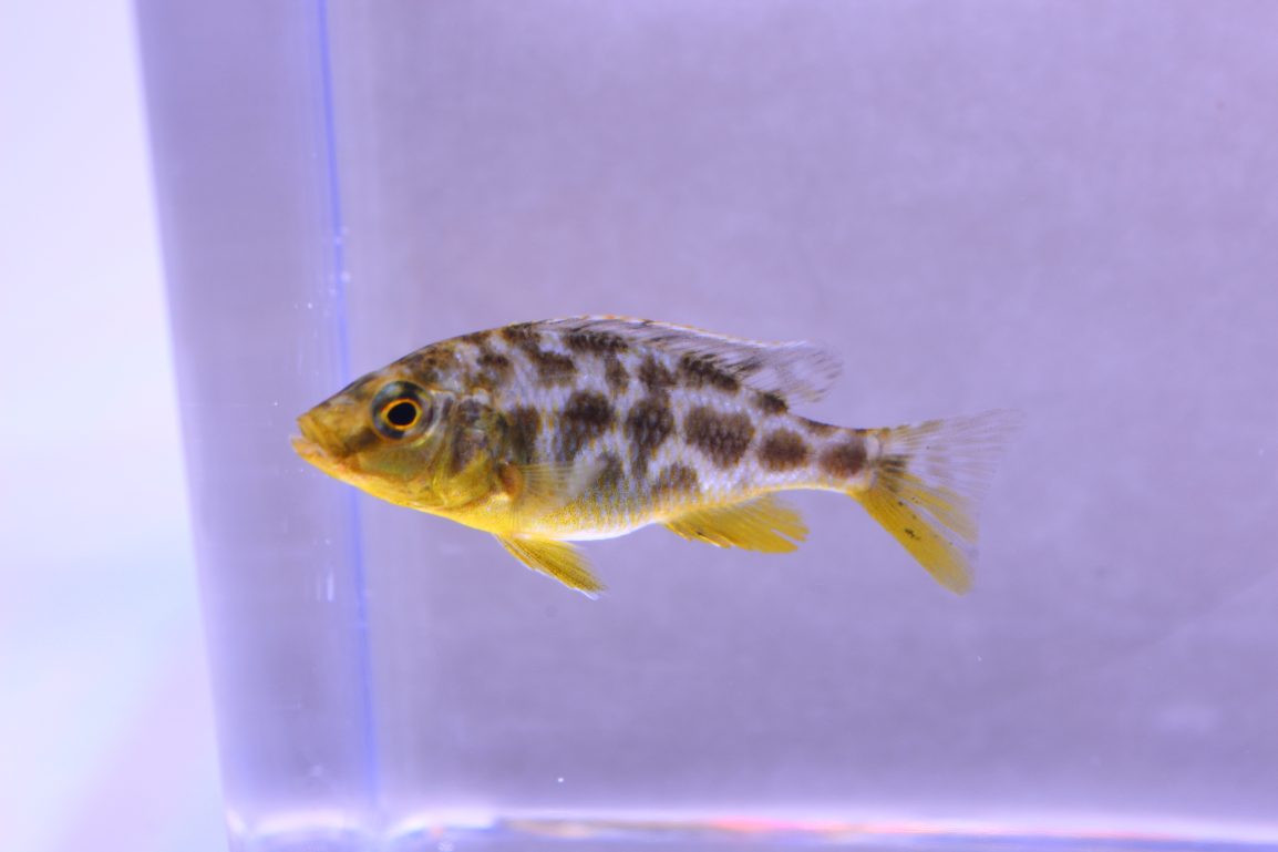 Venustus - Marine Warehouse Aquarium