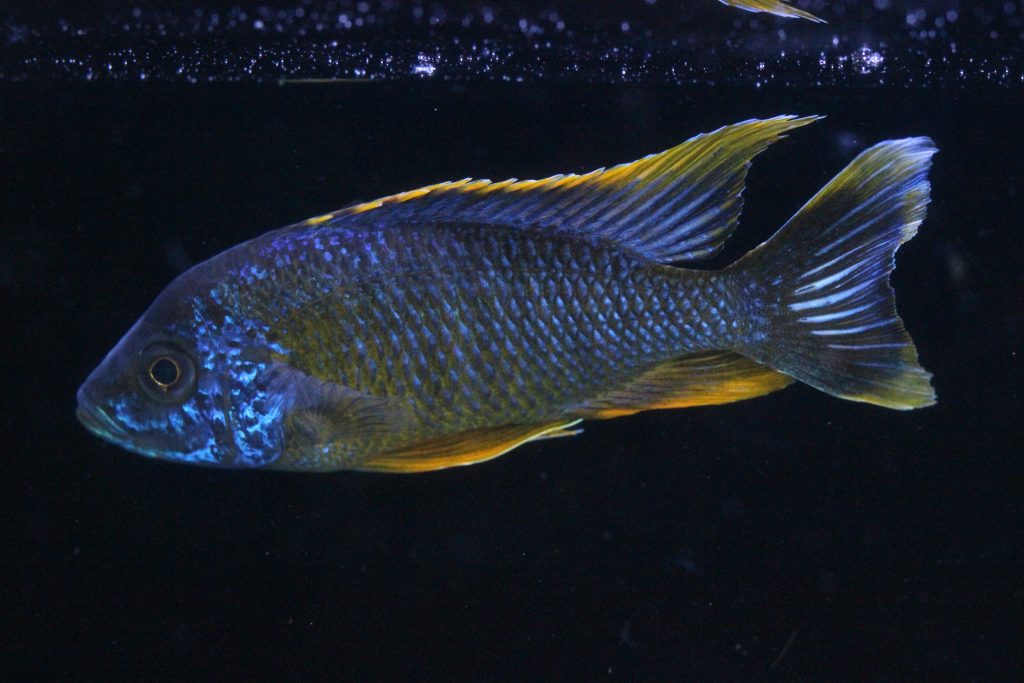 Lwanda Cichlid - Marine Warehouse Aquarium