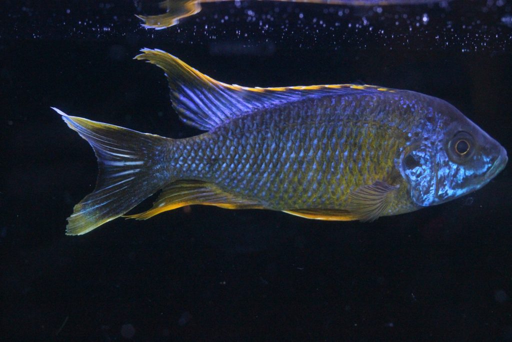 Lwanda Cichlid - Marine Warehouse Aquarium