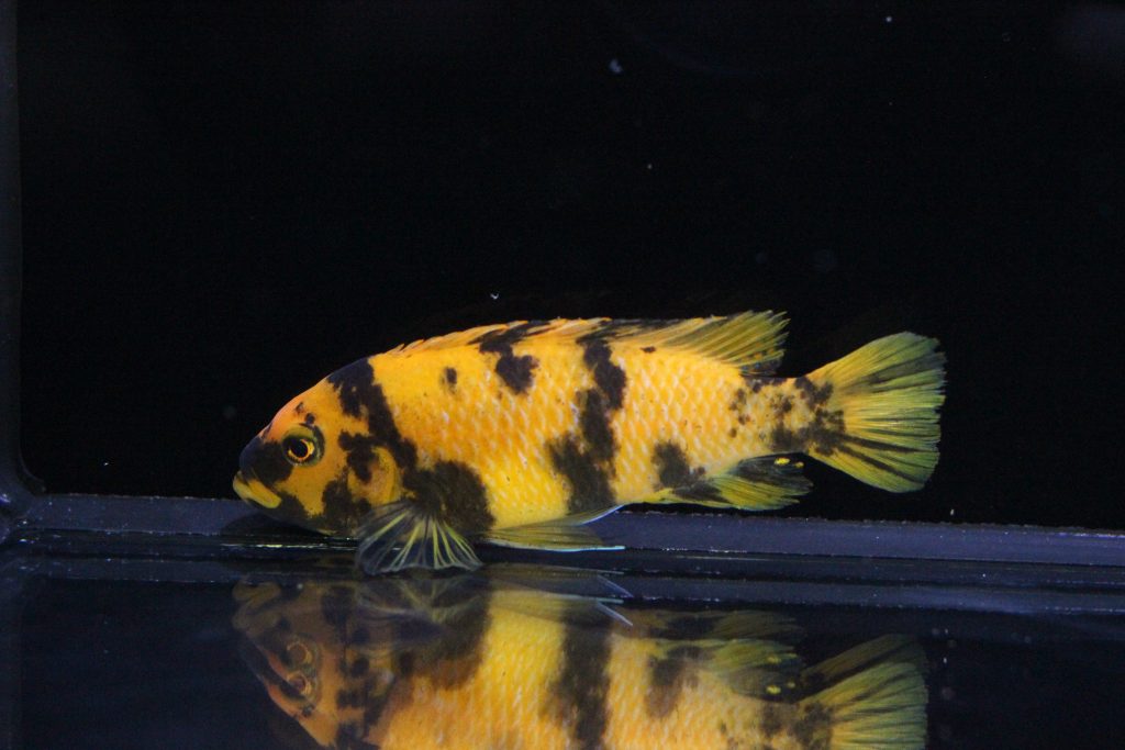 OB Red Zebra - Marine Warehouse Aquarium