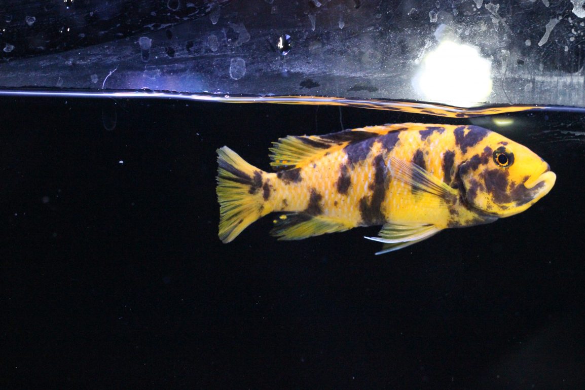 OB Red Zebra - Marine Warehouse Aquarium