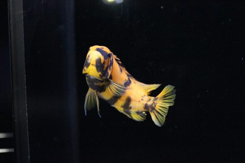 OB Red Zebra - Marine Warehouse Aquarium