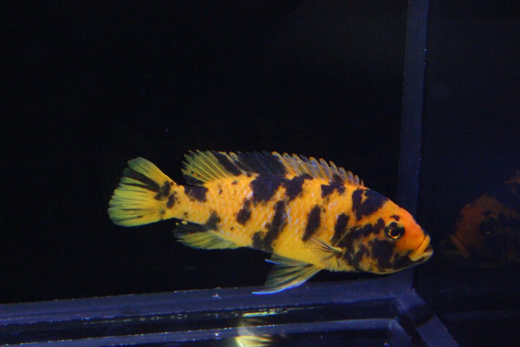 OB Red Zebra - Marine Warehouse Aquarium