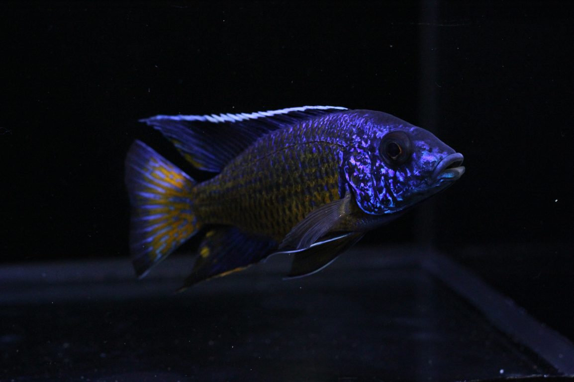 Ngara Peacock - Marine Warehouse Aquarium