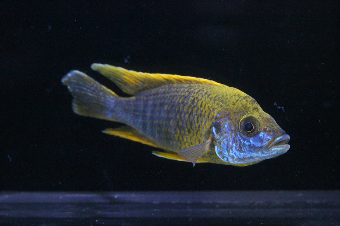 Lemon Jake Peacock - Marine Warehouse Aquarium