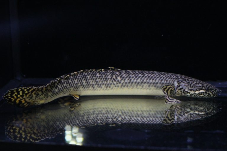 Ornate Bicher - Marine Warehouse Aquarium