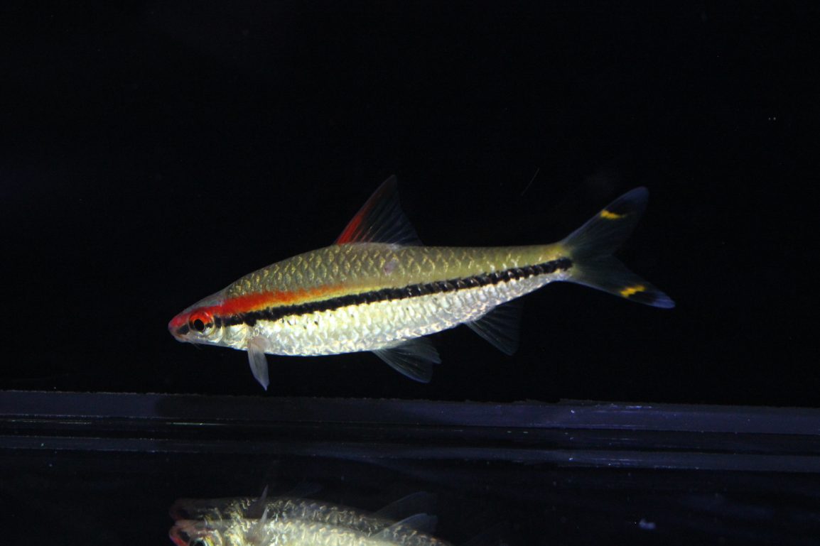 Roseline Shark - Marine Warehouse Aquarium