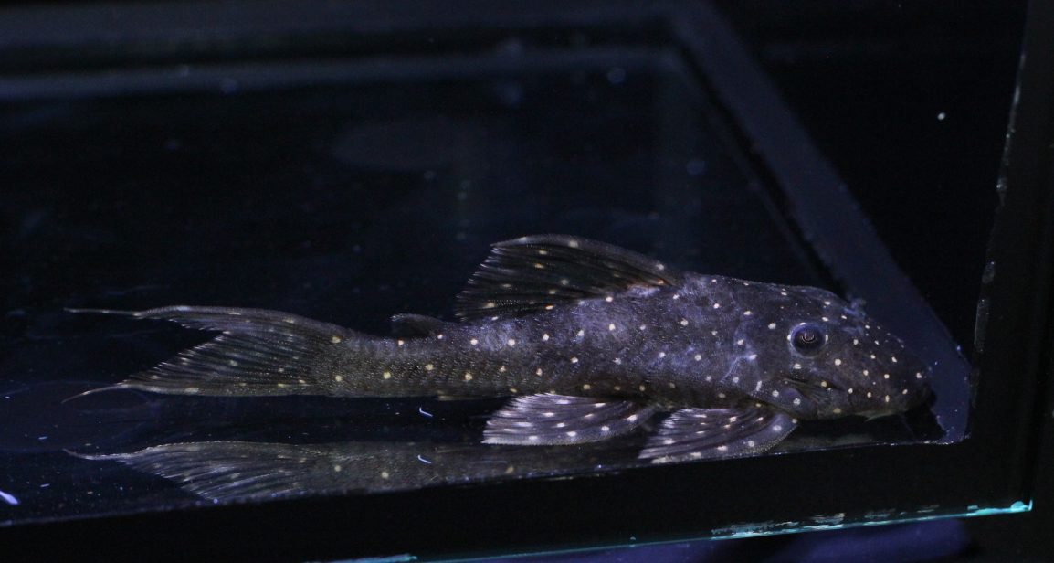 Mustard Spot Pleco - Marine Warehouse Aquarium