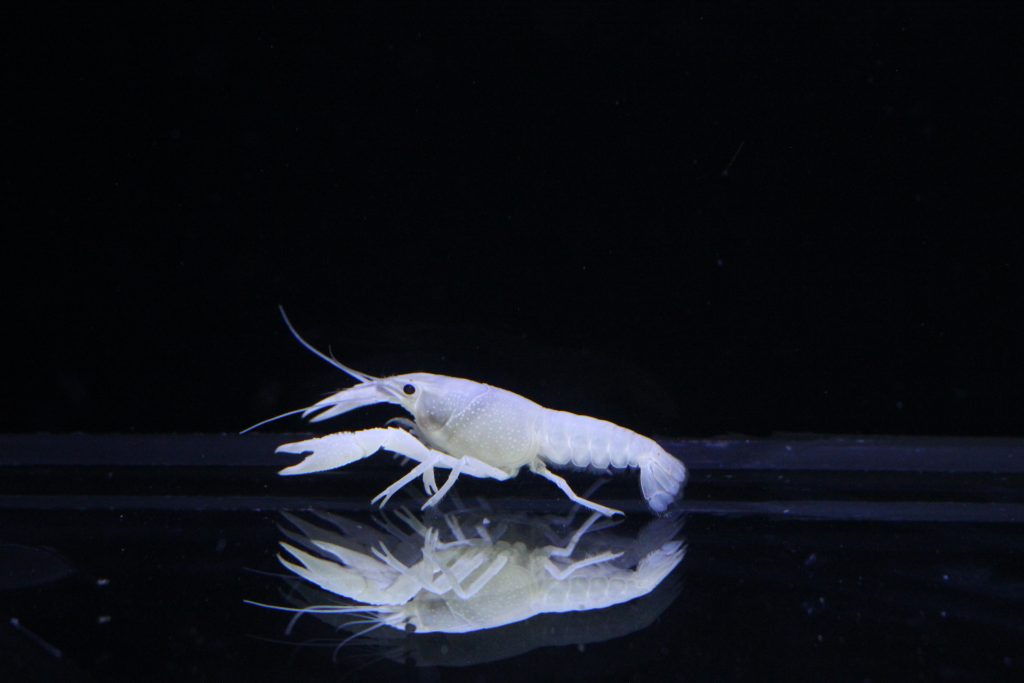 White Specter Crayfish - Marine Warehouse Aquarium