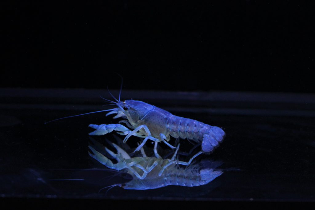 Electric Blue Crayfish - Marine Warehouse Aquarium