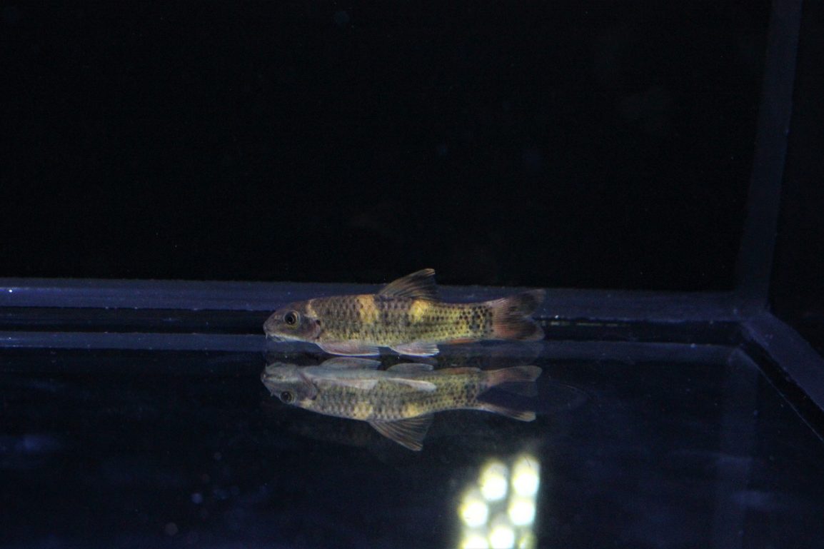 Panda Garra - Marine Warehouse Aquarium