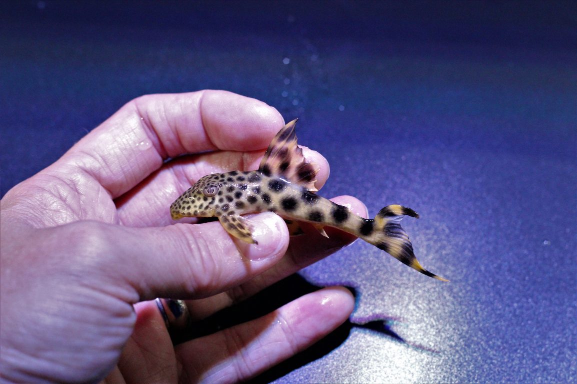 Yellow Leopard Pleco - Marine Warehouse Aquarium