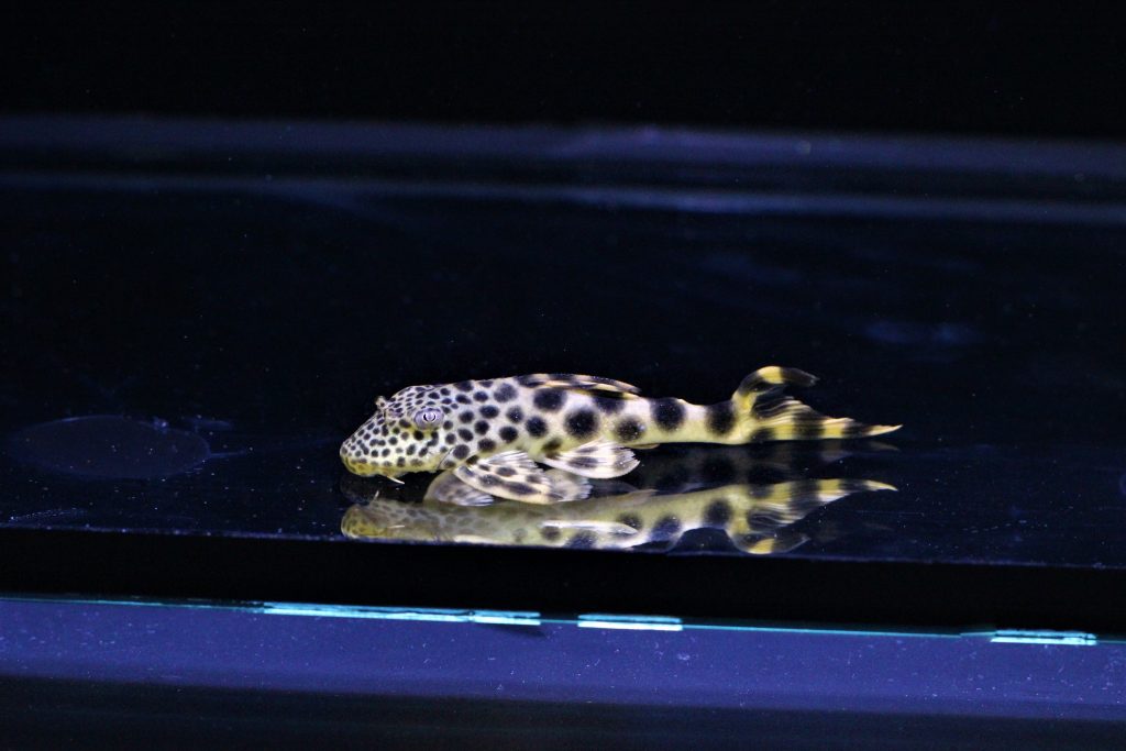 Yellow Leopard Pleco - Marine Warehouse Aquarium