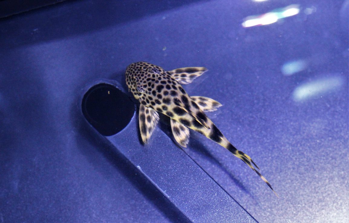 Yellow Leopard Pleco - Marine Warehouse Aquarium