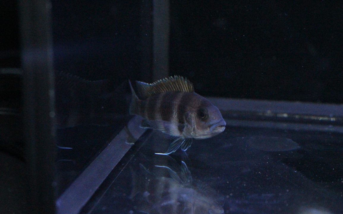 Red Frontosa - Marine Warehouse Aquarium