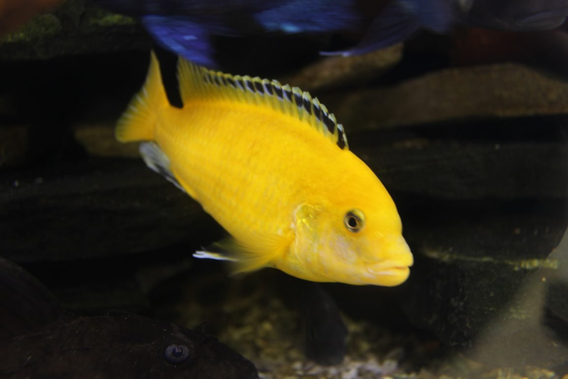 Yellow Lab Cichlid - Marine Warehouse Aquarium