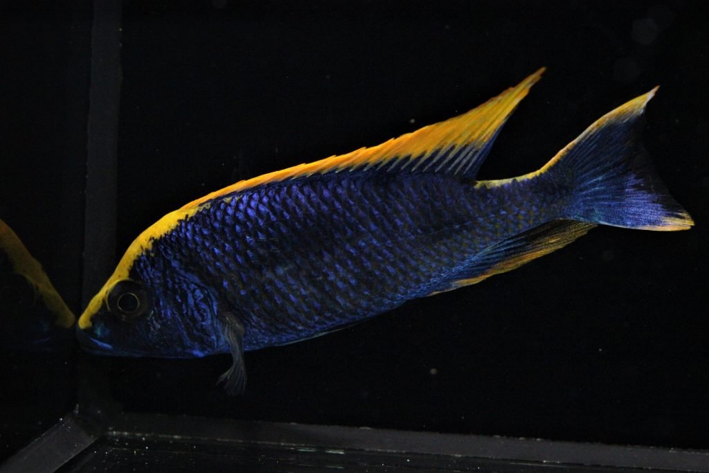Yellow Blaze Lithobates - Marine Warehouse Aquarium