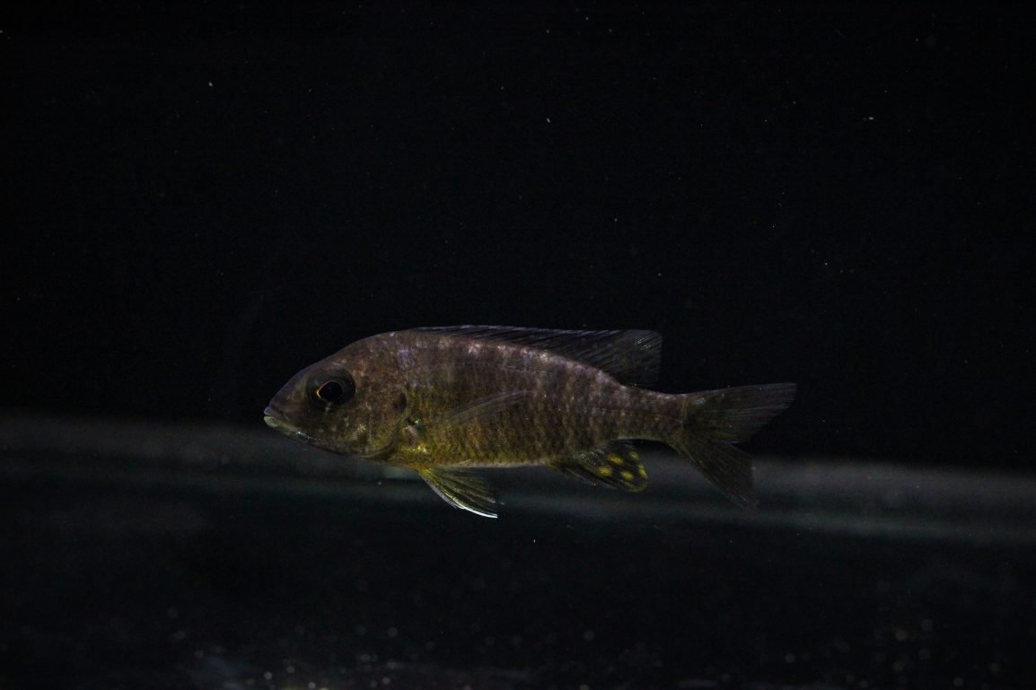 Ngara Peacock - Marine Warehouse Aquarium